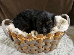 MERLE CAVOODLE - Home