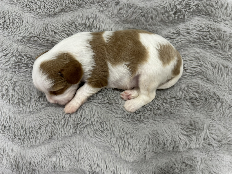 MERLE CAVOODLE - Home